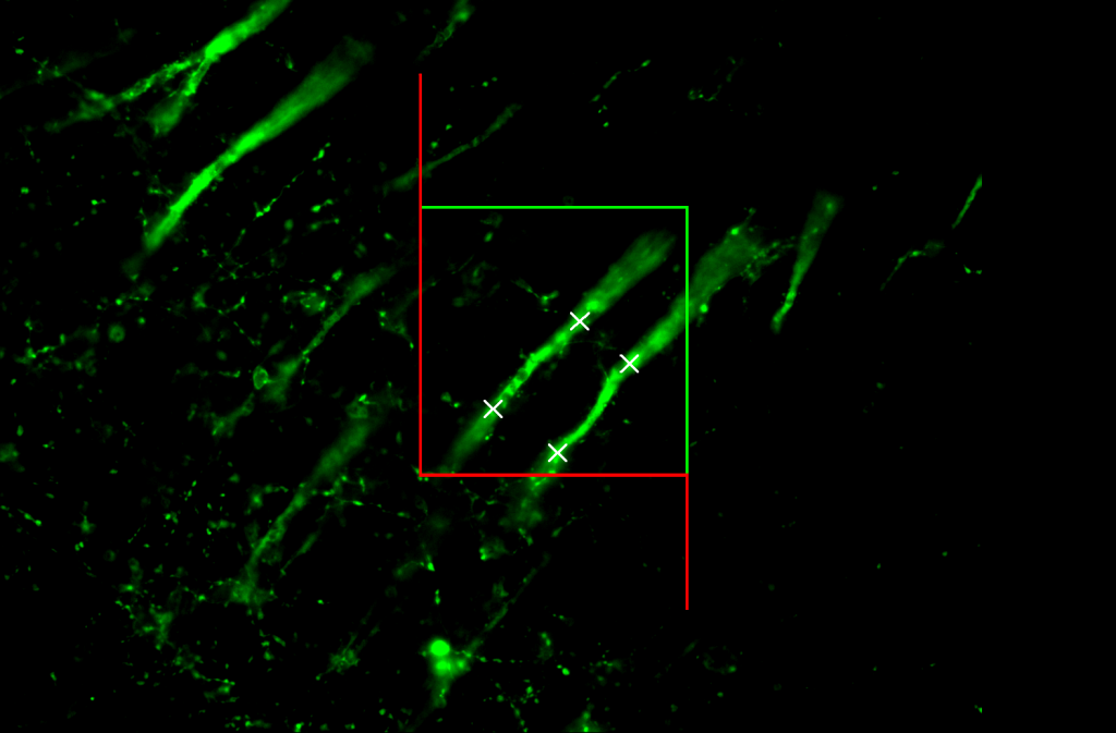 Length Probed with the Image Plane - stereology.info